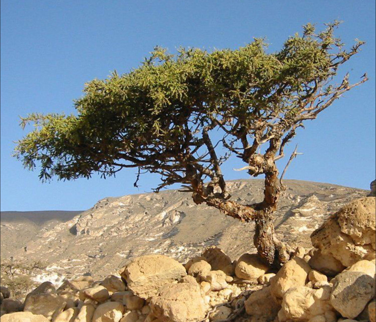 Myrrh – Sacred Scents Sanctuary